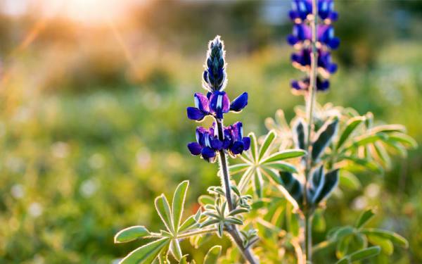 You’ll find Saladitos everywhere - Saladitos - Lupines Saladitos